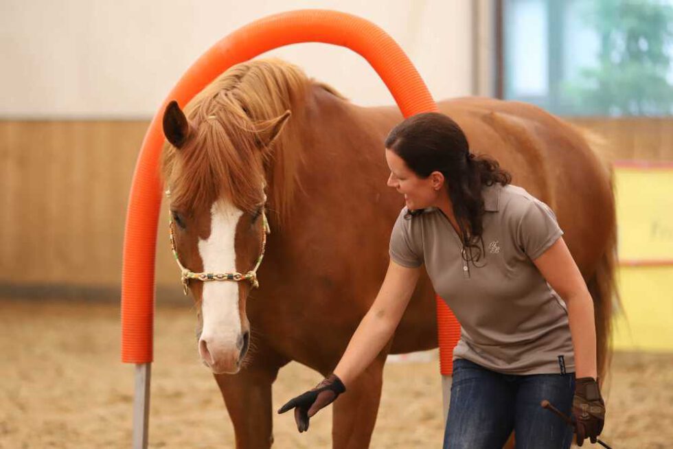 PaM - Pferd am Mensch Berlin - Pam Völkner